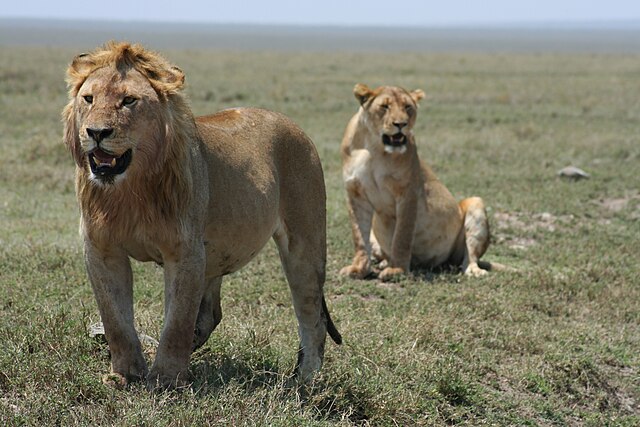 Serengeti National Park - African Super Adventures