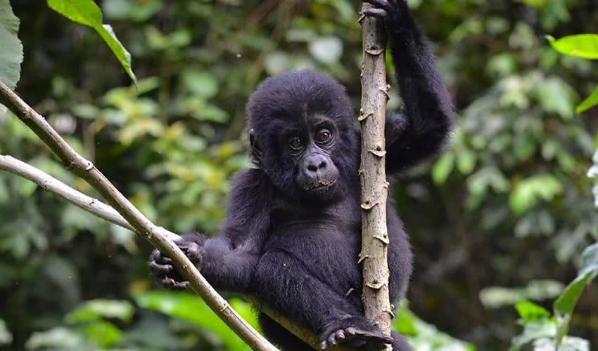 Best Time to Visit Rwanda. - African Super Adventures